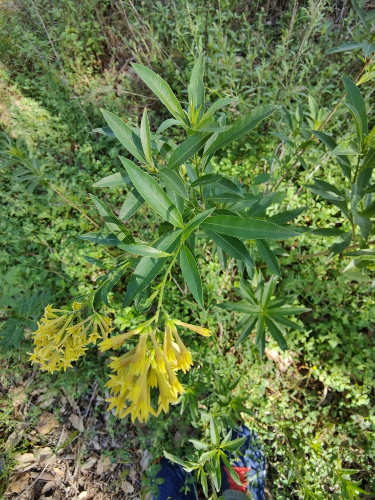 green cestrum from Quakers Hill NSW 2763, Australia on December 22 ...