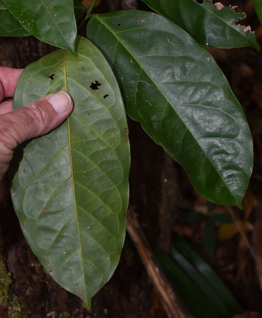 (Connarus conchocarpus) - Botanical Realm