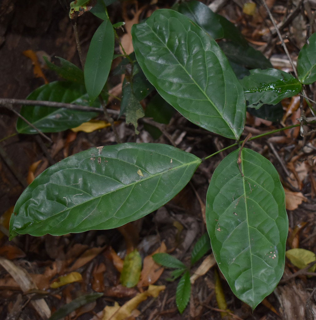 (Connarus conchocarpus) - Botanical Realm