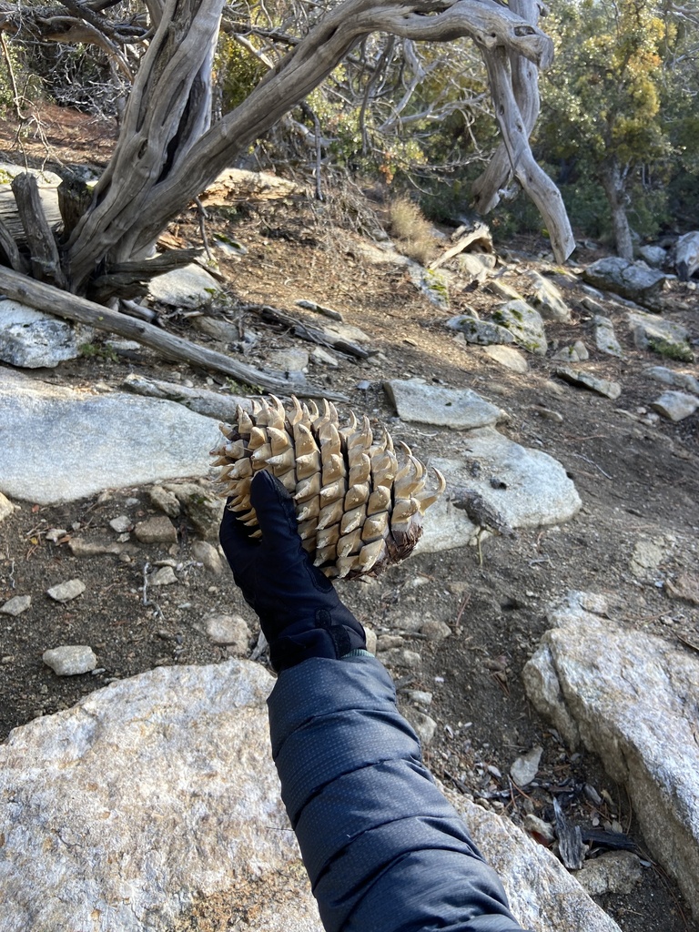 Coulter pine from Santa Rosa and San Jacinto Mountains National ...