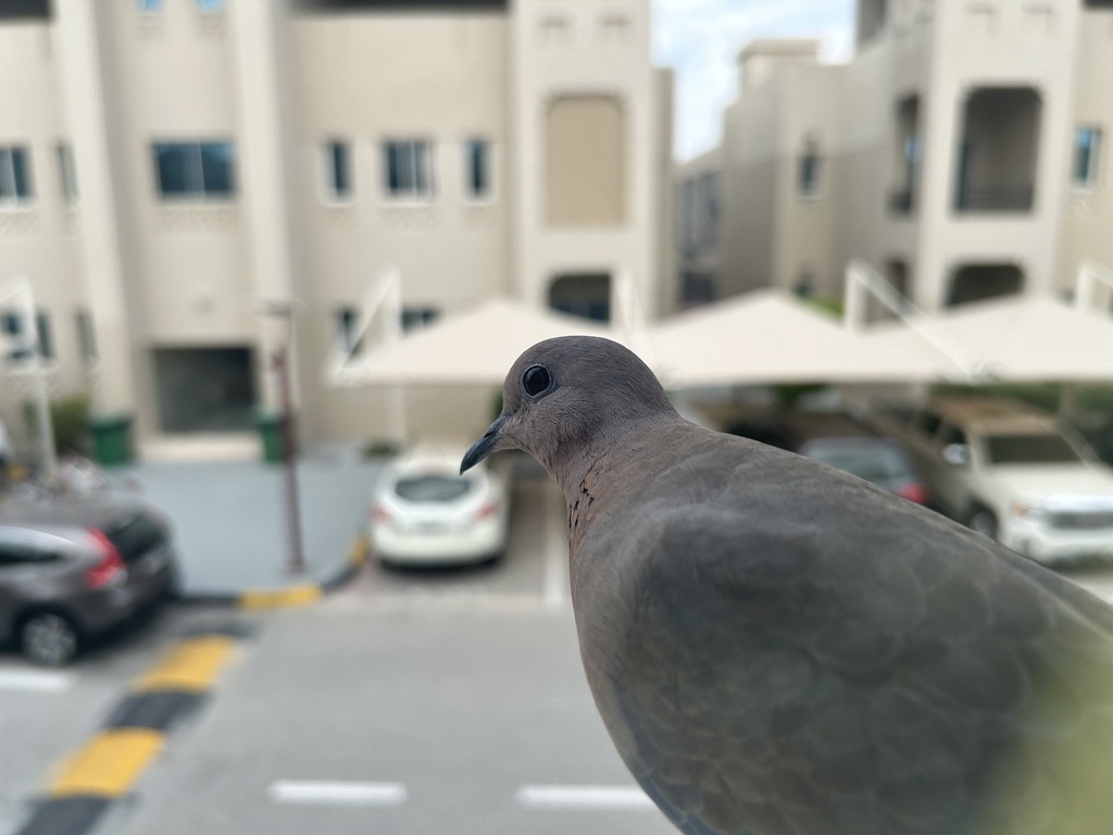 Iranian Laughing Dove from Al Rayyan, Al Rayyan, QA on December 18 ...