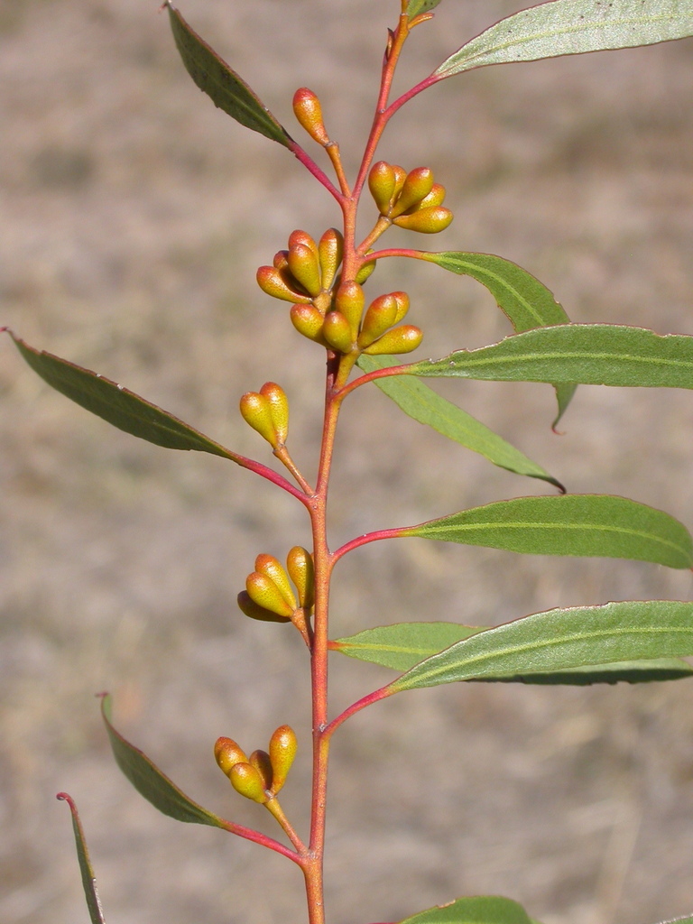Slender-leaf Mallee (Eucalyptus leptophylla) - Botanical Realm