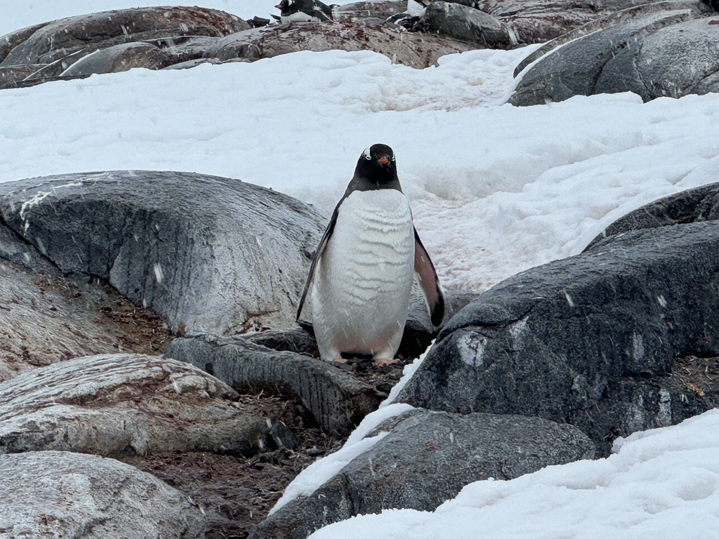 Gentoo Penguin from Cholet Island, Antarctica on December 18, 2023 at ...