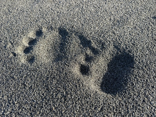 Black Bear Tracks – NatureTracking