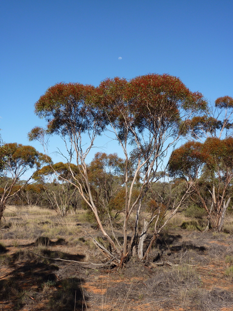 Slender-leaf Mallee (Eucalyptus leptophylla) - Botanical Realm
