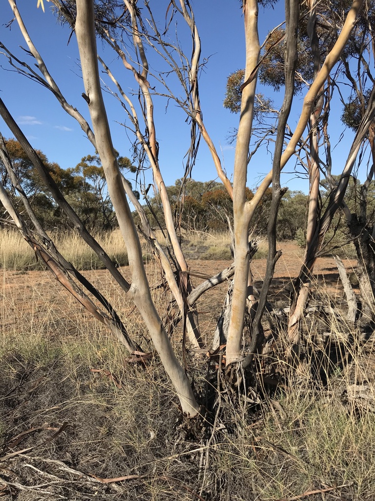 Slender-leaf Mallee (Eucalyptus leptophylla) - Botanical Realm