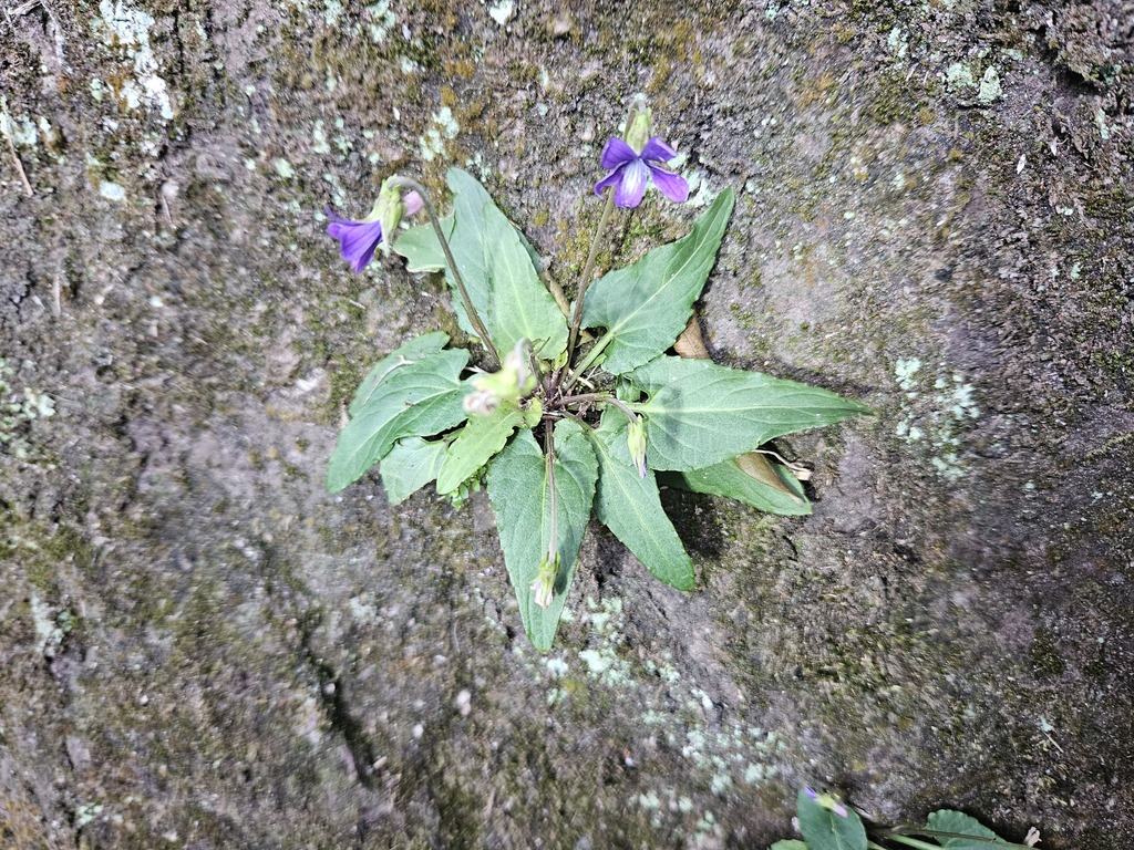 Viola inconspicua nagasakiensis from 台灣臺北 on December 19, 2023 at 04:06 ...