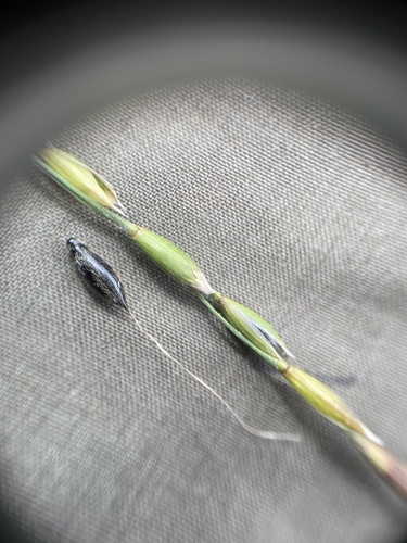 black-fruit mountain-ricegrass (Patis racemosa) · iNaturalist United ...