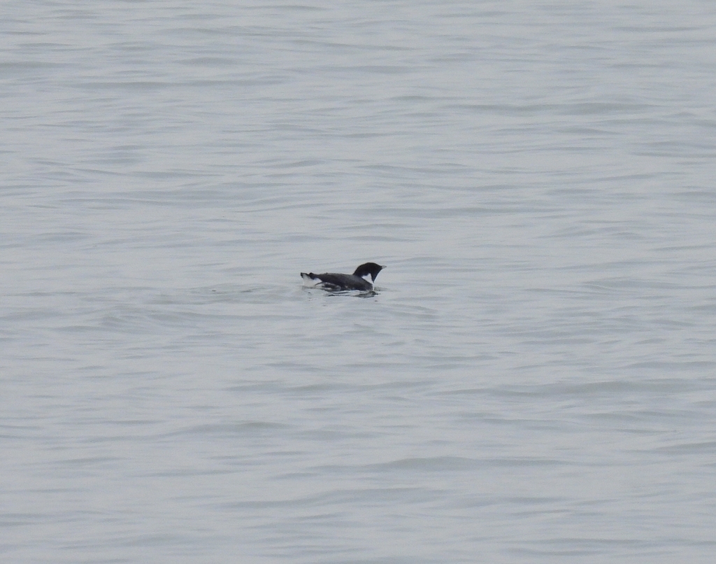 Ancient Murrelet from Lorain fishing pier, OH, USA on December 21, 2023 ...