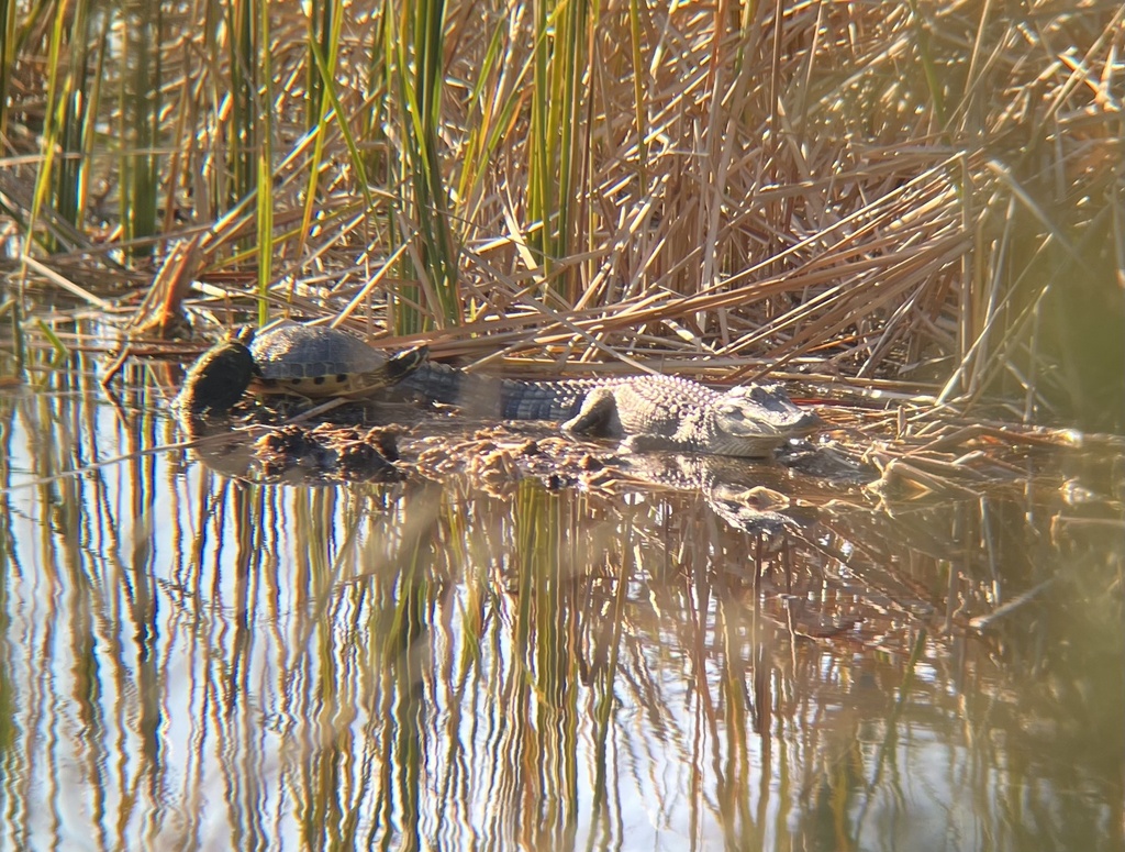 American Alligator from Huntington Beach State Park, Murrells Inlet, SC ...
