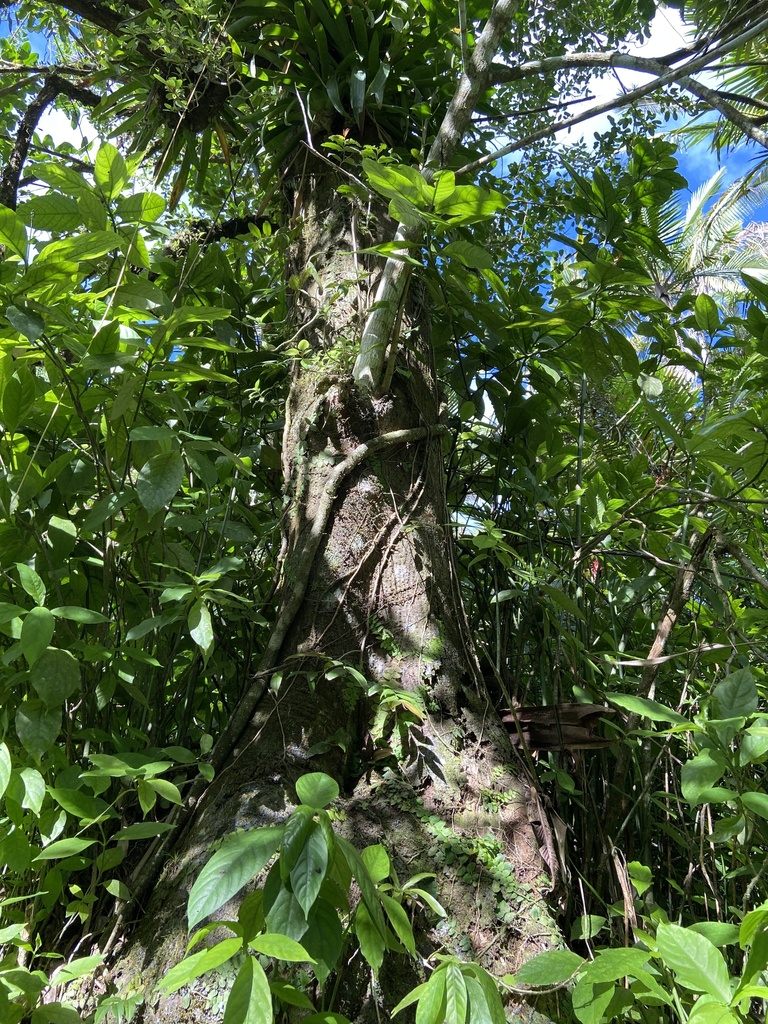 Sapium laurocerasus from El Yunque National Forest, Río Grande, Puerto ...