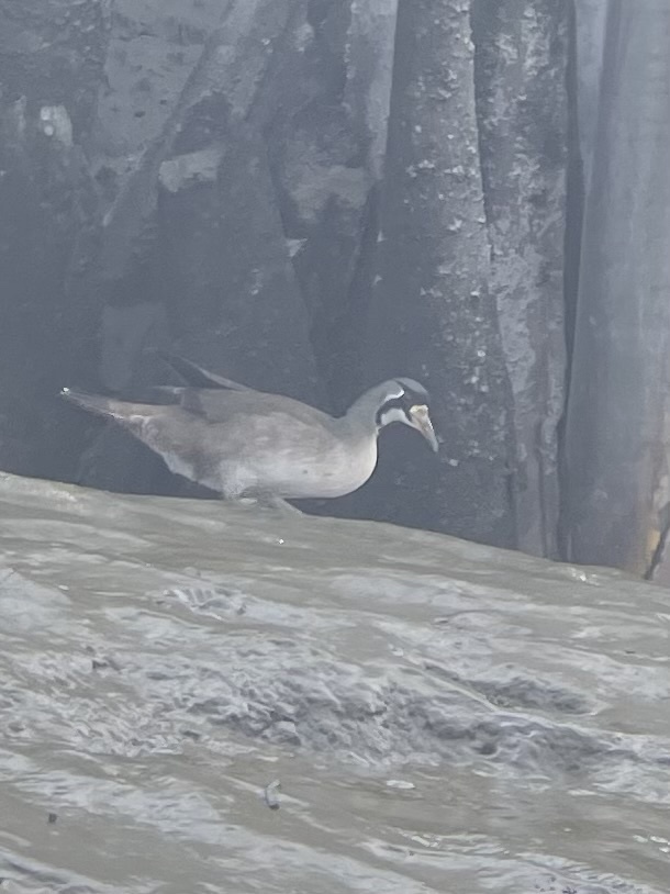 Masked Finfoot in December 2023 by Larry Chen.