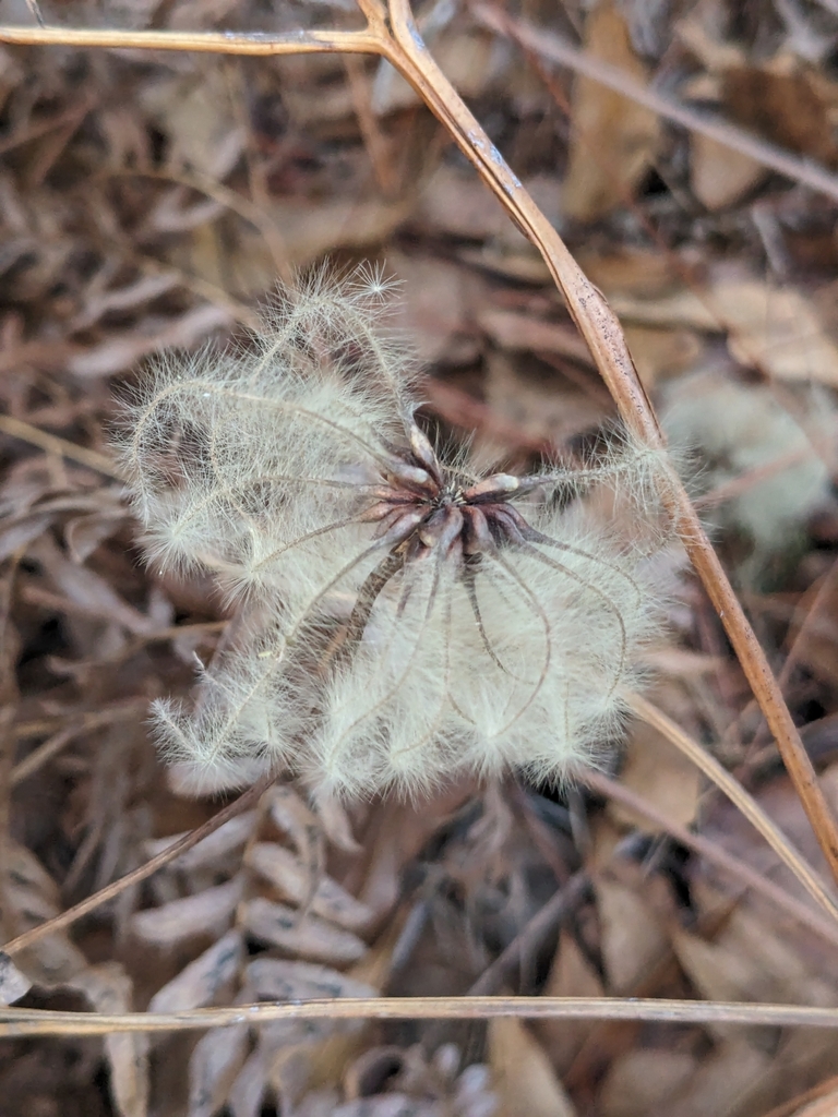 Netleaf Leather Flower from Windsor, SC 29856, USA on December 21, 2023 ...