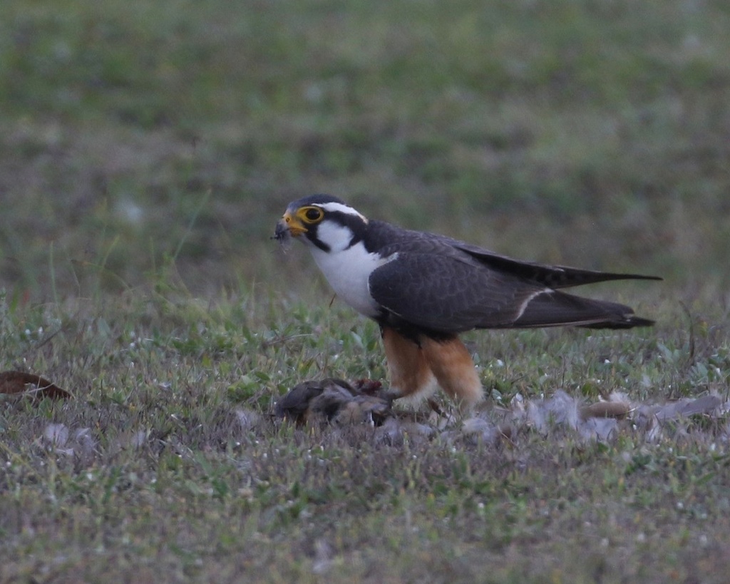 Aplomado Falcon from Boat Billed Heron Trail, Belize, BZ on March 21 ...