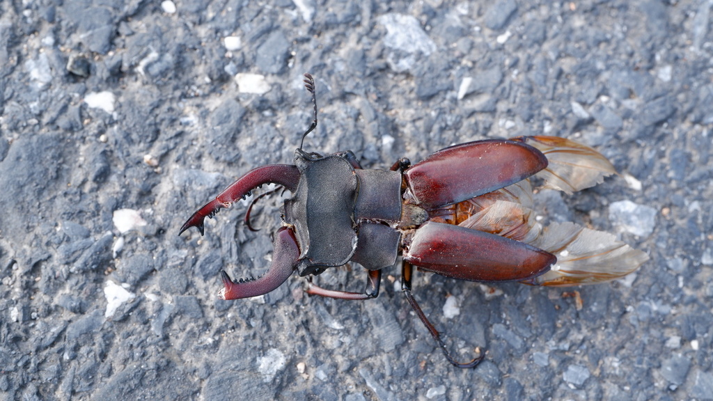 Lucanus fortunei from Xitianmu Shan, Zhejiang, CN on August 11, 2023 at ...