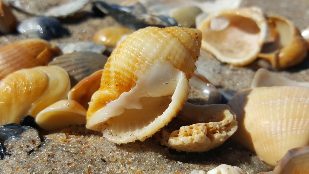 Common Nutmeg from Atlantic Beach, NC, USA on October 23, 2023 at 11:38 ...