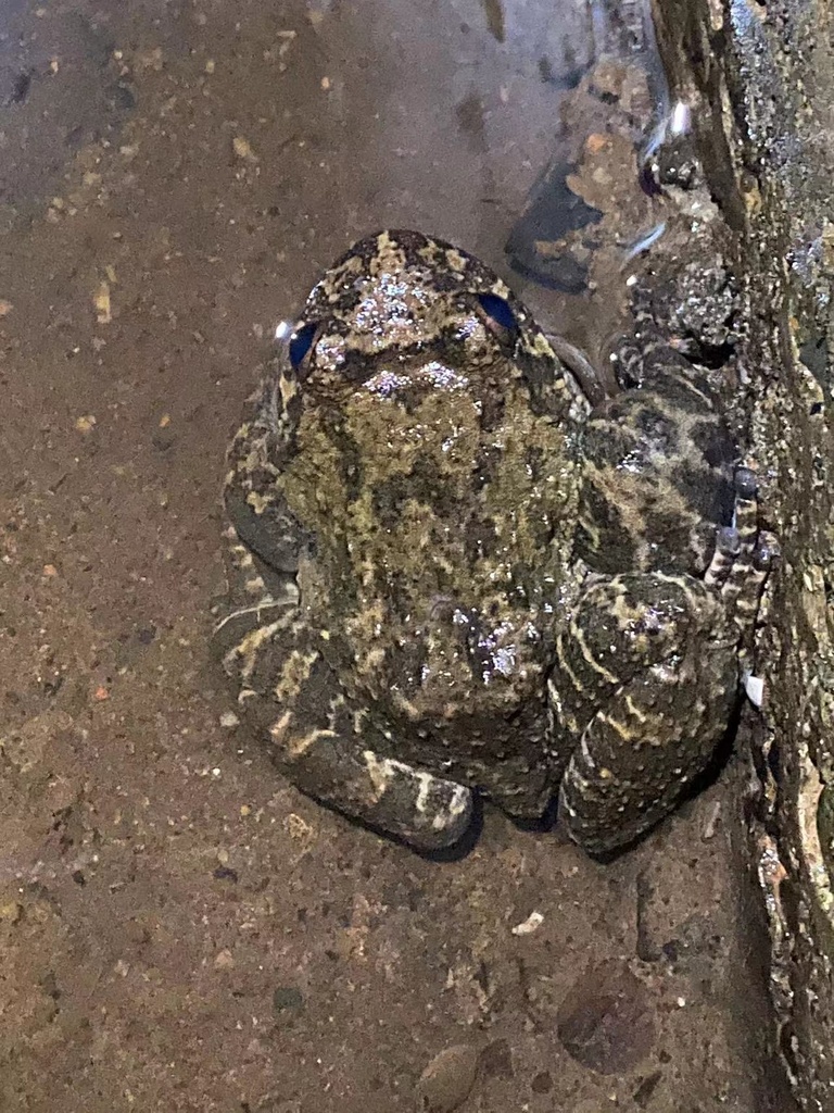 Giant Spiny Frog in July 2023 by david_guo618 · iNaturalist