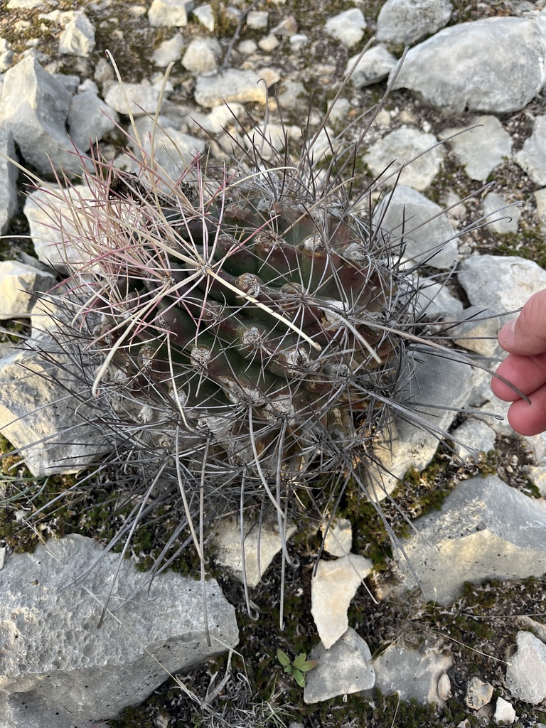 Hamatocactus hamatacanthus sinuatus from Del Rio, TX, US on December 21 ...