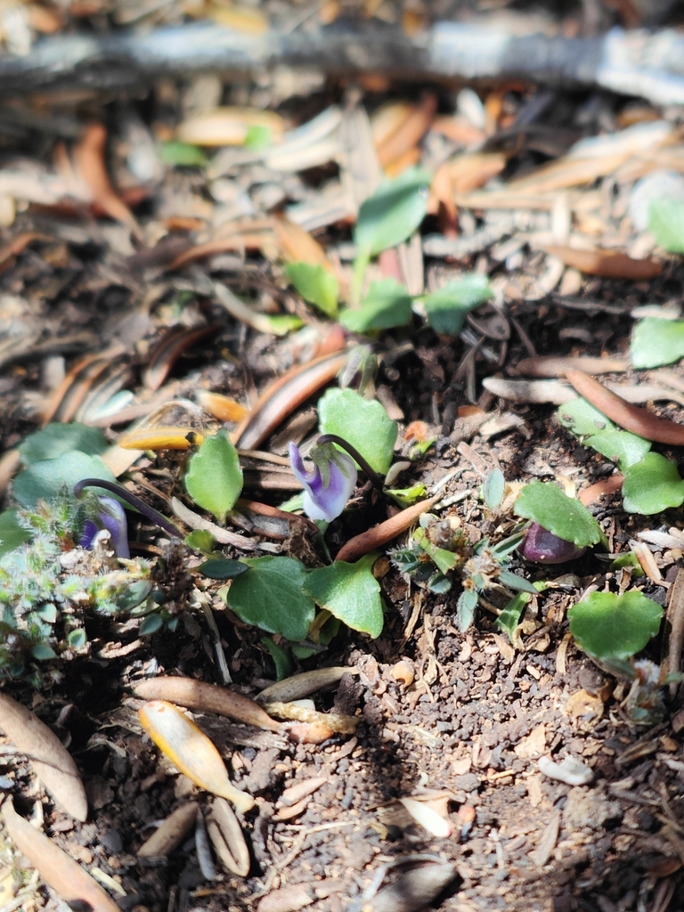 Dwarf Violet in December 2023 by jggbrown · iNaturalist