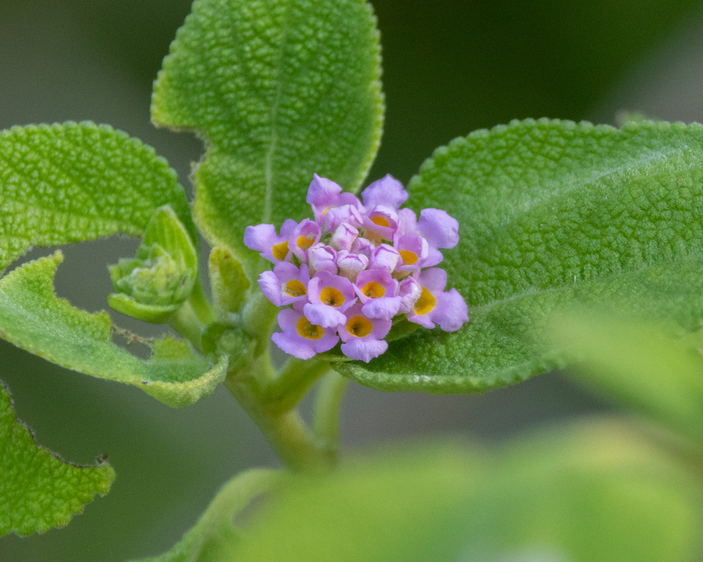 Bushy Lippia from Nazareth, St Thomas 00802, USVI on December 21, 2023 ...
