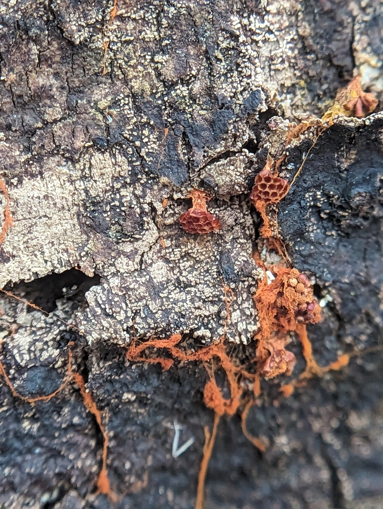 Wasp's Nest Slime Mold from Taylor, MI 48180, USA on December 21, 2023 ...