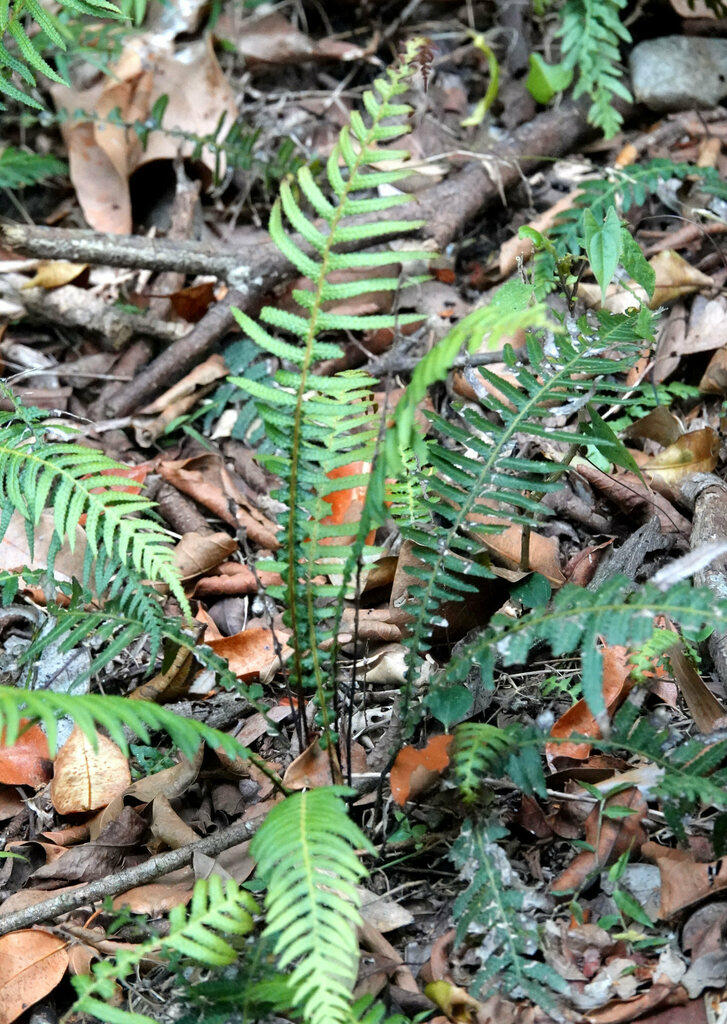 Prickly Rasp fern from Iluka Nature Reserve, NSW 2466, Australia on ...
