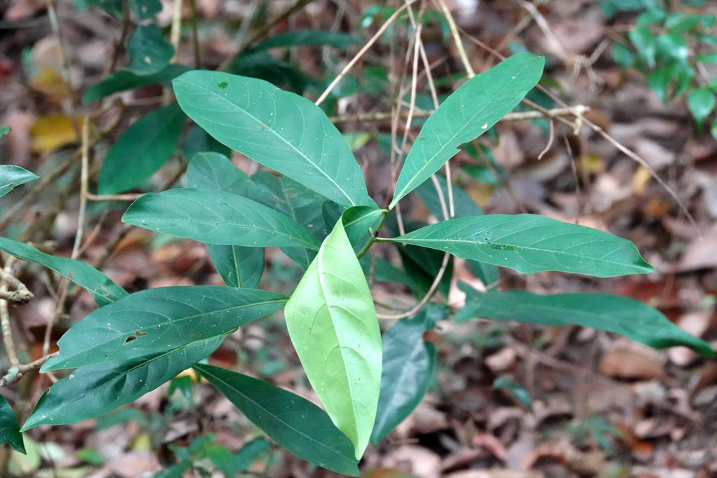 Notelaea longifolia from Iluka Nature Reserve, NSW 2466, Australia on ...