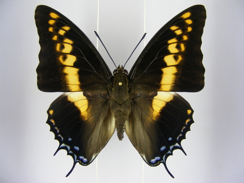 Subspecies Charaxes castor castor · iNaturalist