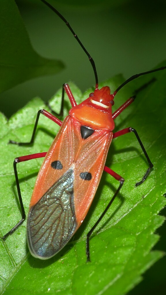 Red Cotton Stainer from CM Varca on December 11, 2023 at 10:48 AM by ...