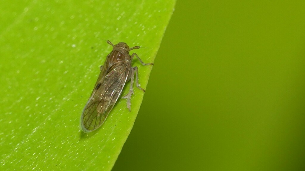 brown planthopper from CM Varca on December 11, 2023 at 11:31 AM by ...