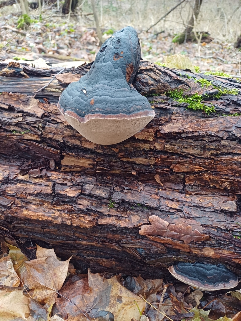 Phellinus alni from Heinrich-Heine-Str., 15344 Strausberg, Deutschland ...