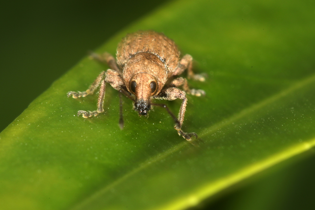 Compressed weevil from Paekākāriki, New Zealand on December 22, 2023 at ...