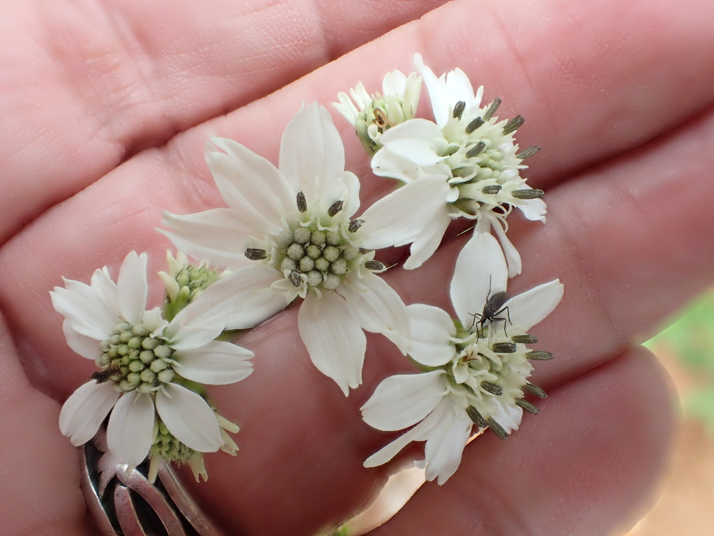 Mexican Winged Crown-Beard from FM-1017, San Isidro, TX, US on December ...
