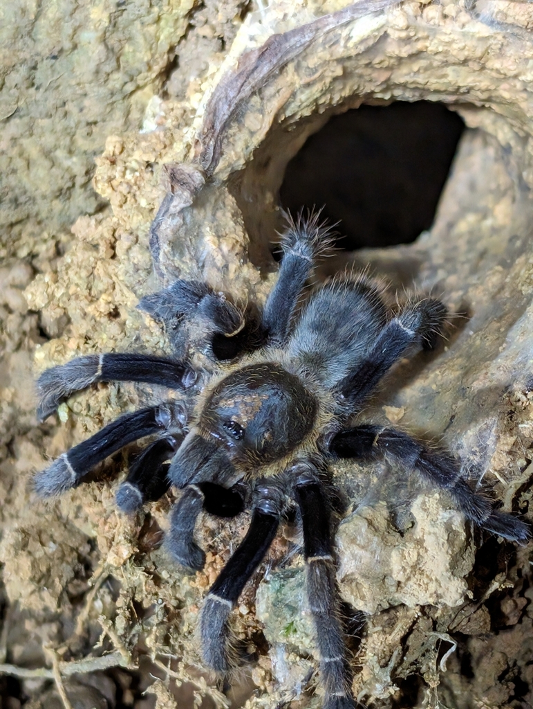 Southeast Asian Tarantulas from Bang Pru, 84250, Thailand on December ...