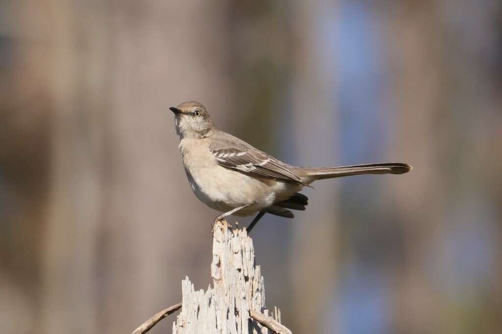 Northern Mockingbird from Auburn Lakes Road Fisheries Ponds Auburn ...