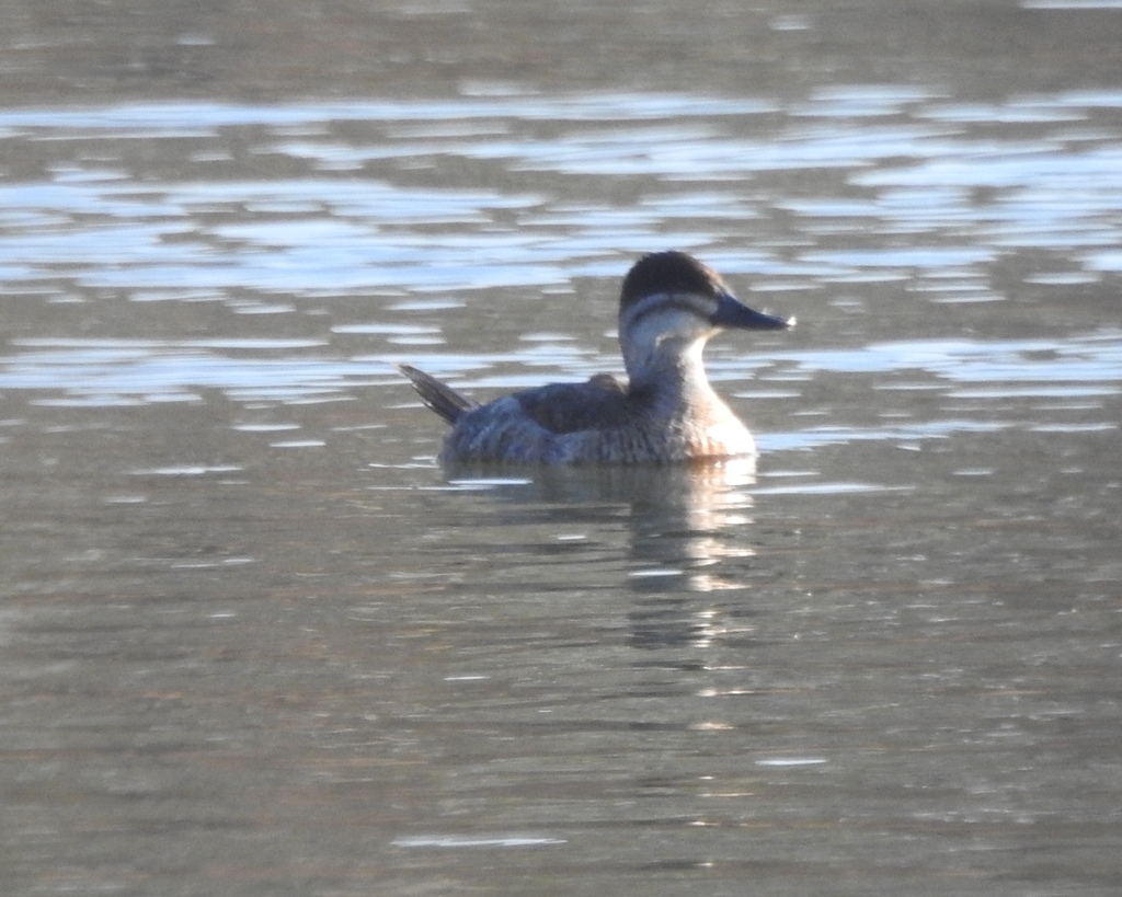 Ruddy Duck from Denton, MD 21629, USA on December 21, 2023 at 08:47 AM ...