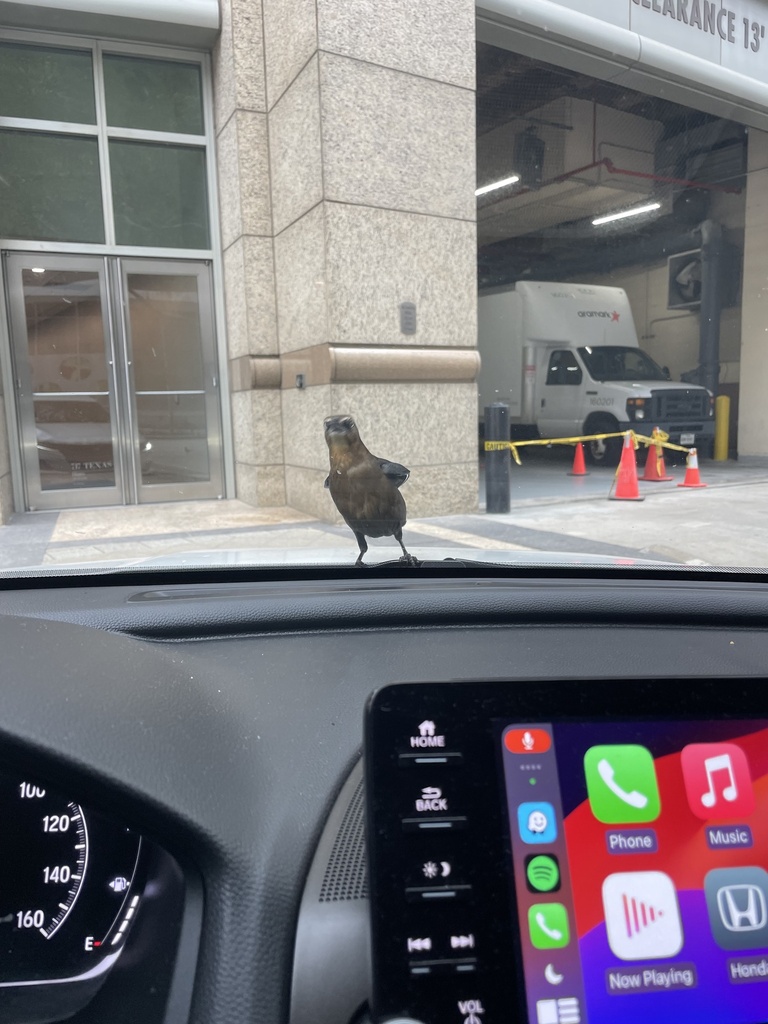 Great-tailed Grackle from Texas Ave, Houston, TX, US on December 21 ...