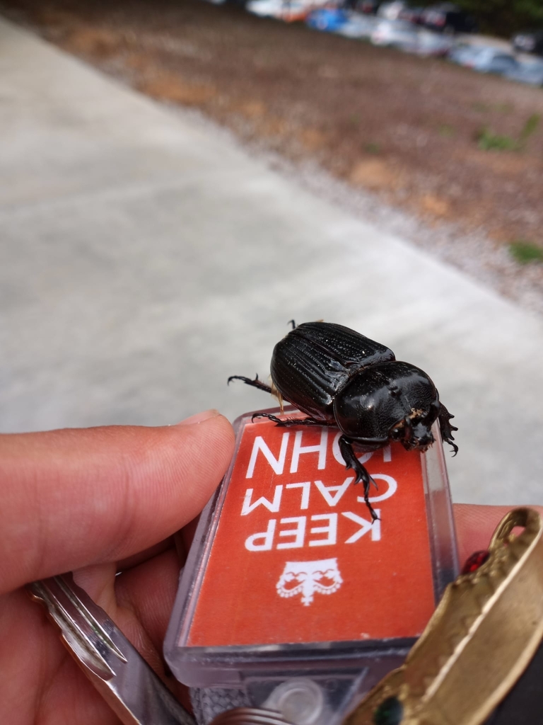 Triceratops Beetle from Collegedale, TN, USA on October 11, 2021 at 09: ...