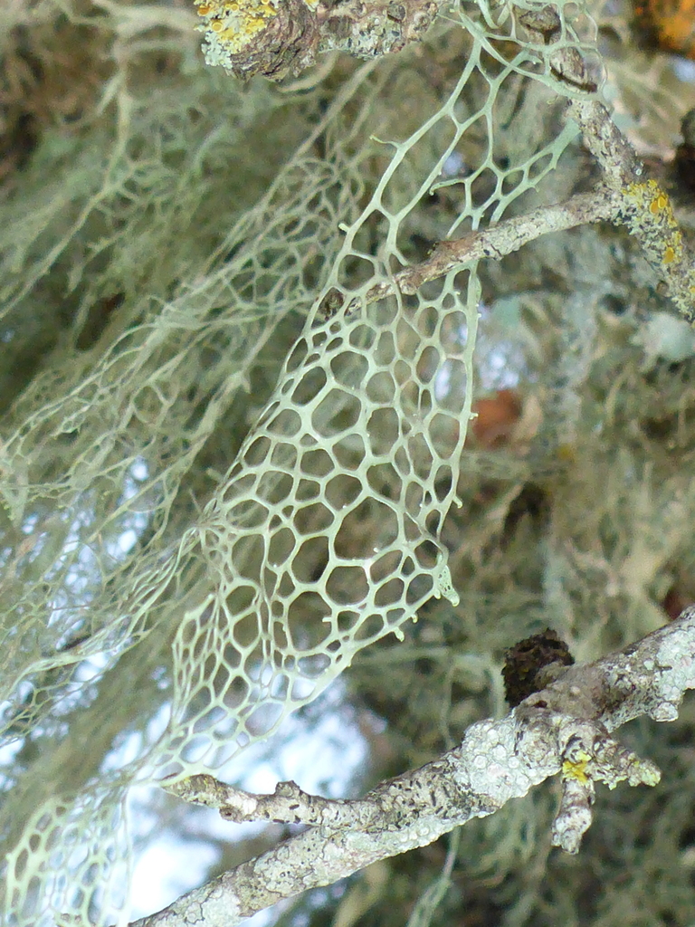lace lichen from Marin County, CA, USA on December 21, 2023 at 04:45 PM ...