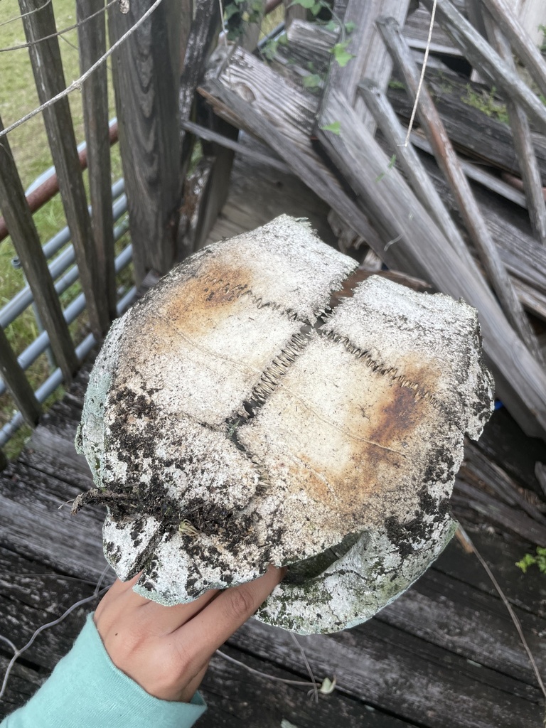 Gopher Tortoise in December 2023 by The_cool_moth · iNaturalist