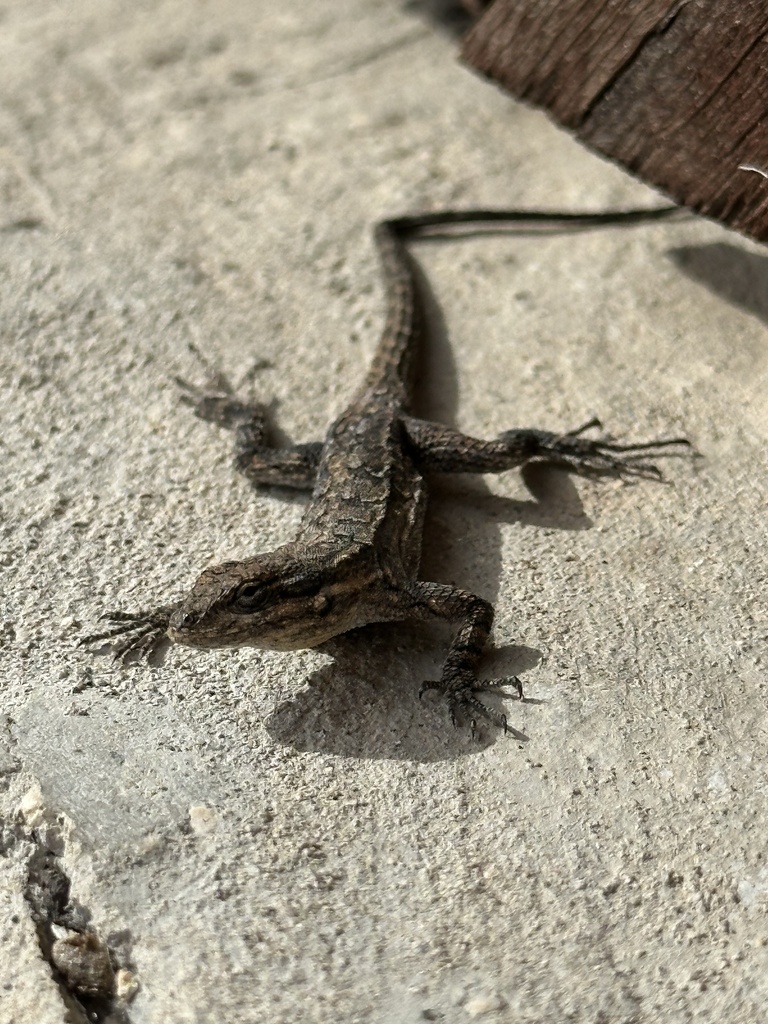 Ornate Tree Lizard from Cat Mountain Rd, Terlingua, TX, US on December ...