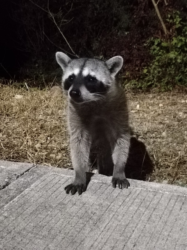Tres Marías Raccoon from Islas Marías on December 15, 2023 at 08:46 PM ...