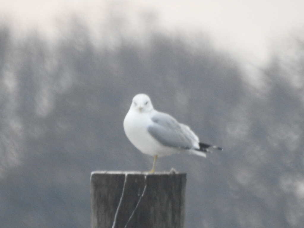 Ring-billed Gull from Queen Anne's County, MD, USA on December 21, 2023 ...