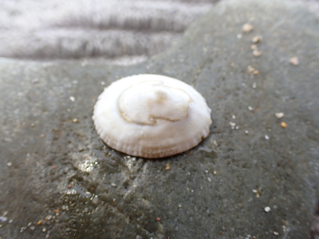 Cap-shaped False Limpet from Bare Bluff, New South Wales, Australia on ...