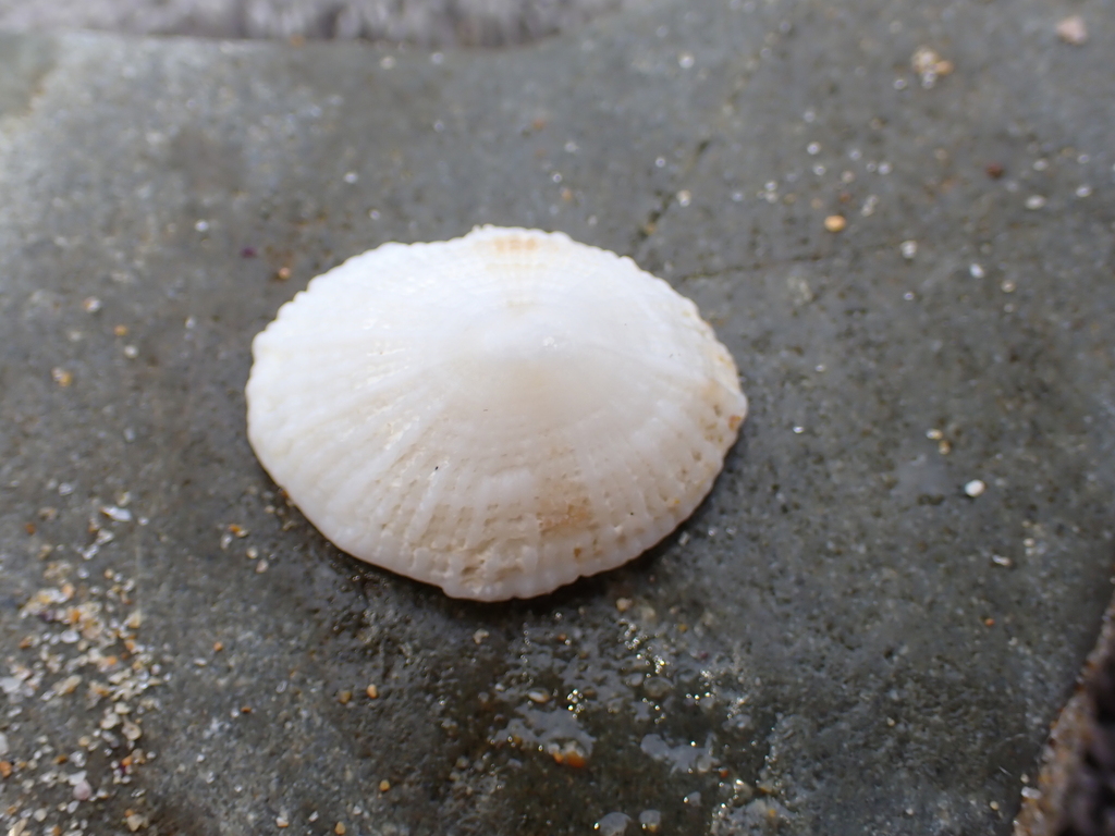 Cap-shaped False Limpet from Bare Bluff, New South Wales, Australia on ...