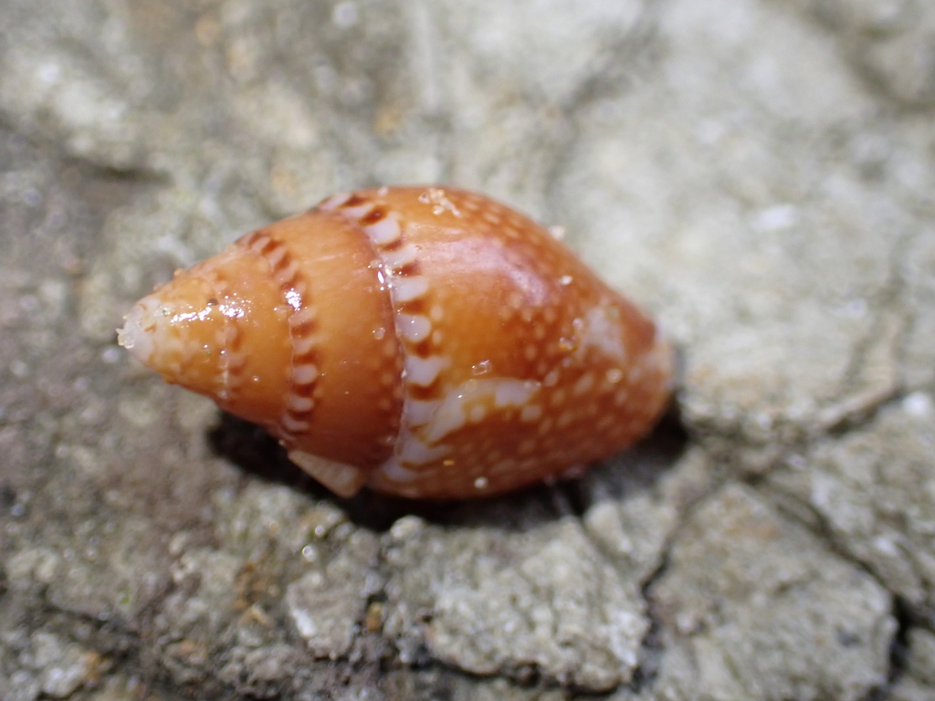 Tortoise Dove Shell from Bare Bluff, New South Wales, Australia on ...