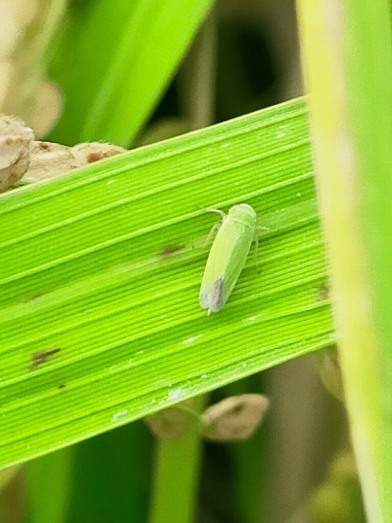 Green Rice Leafhoppers in October 2023 by inatpeshualien001 · iNaturalist