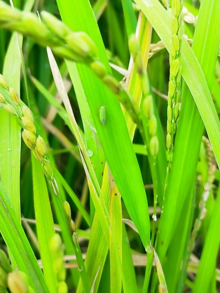 Green Rice Leafhoppers in October 2023 by inatpeshualien001 · iNaturalist