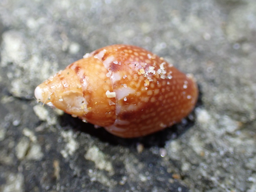 Tortoise Dove Shell from Bare Bluff, New South Wales, Australia on ...