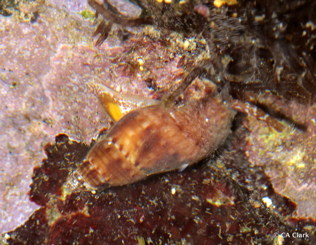 Pisania ignea from Ku'au, Maui, Hawai'i, USA on December 12, 2023 at 07:30 PM by sea-kangaroo ...